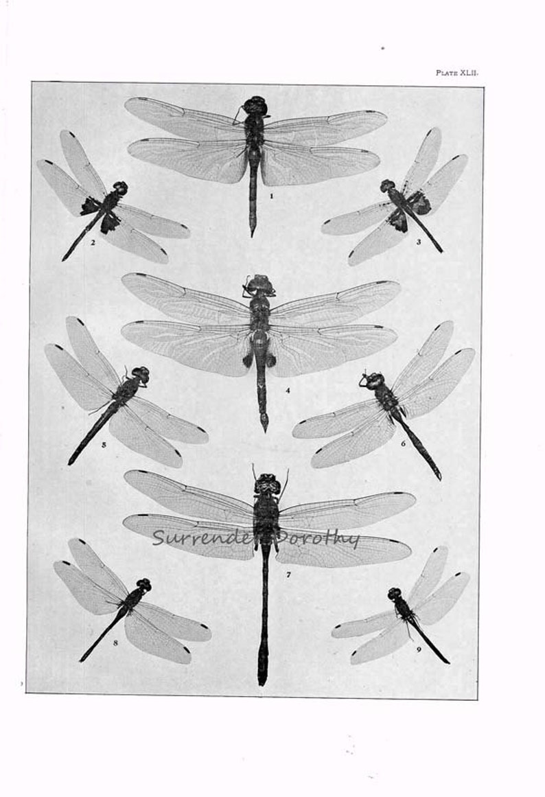 Dragonfly Chart 1907 Entomology Insects Vintage Natural History ...