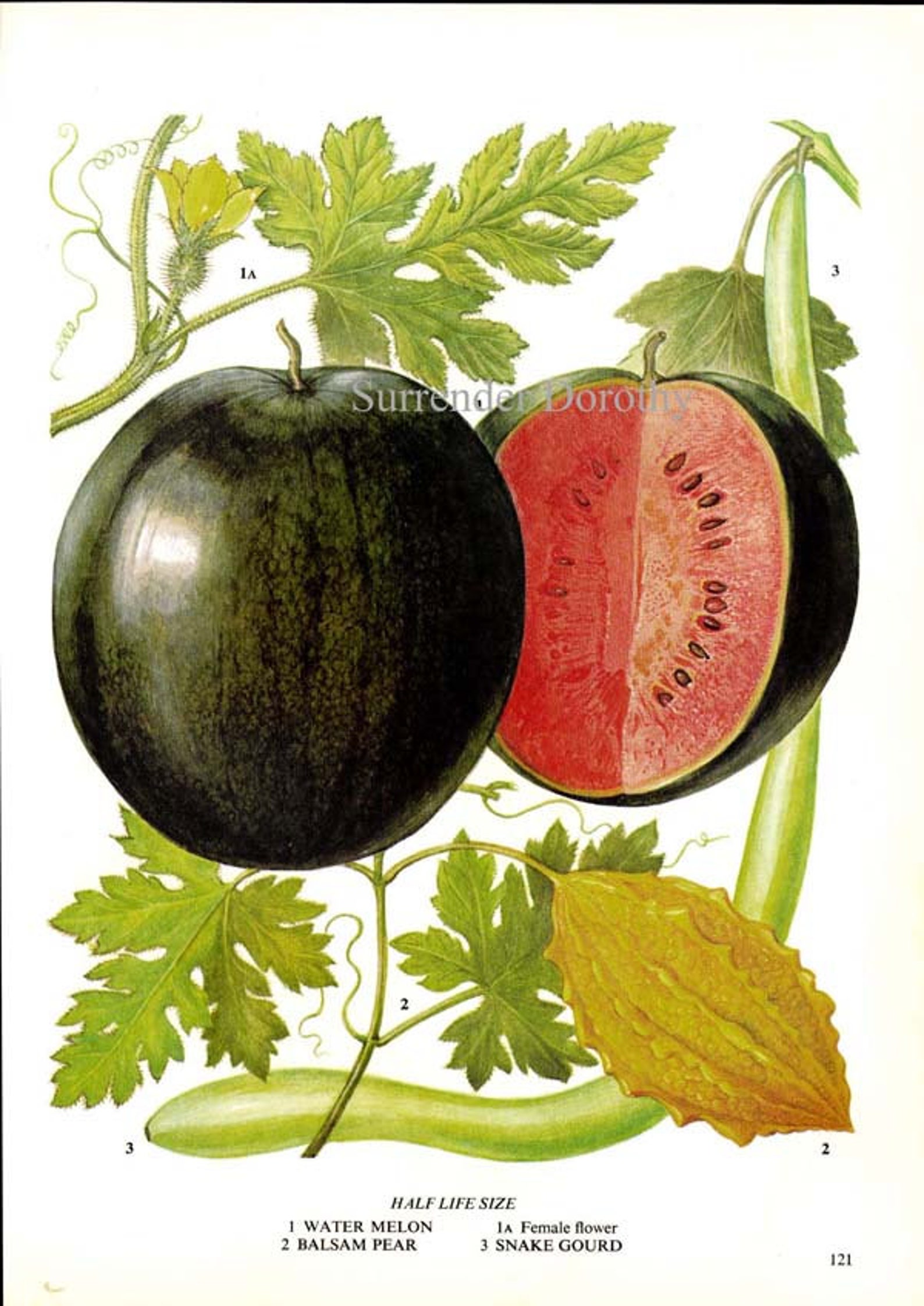 Watermelon Balsam Pear Snake Gourd Melon Fruit Chart Food - Etsy