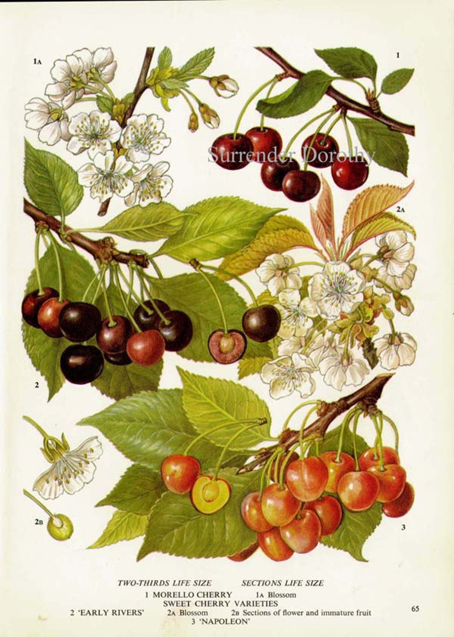 Sweet Cherry Fruit Chart Food Botanical Lithograph | Etsy