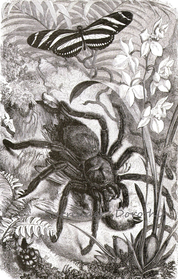Bird Catching Spider Australia Vintage Victorian 1870s Natural History ...