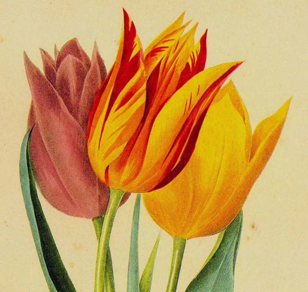 Painted Tulip Flowers Vintage Lithograph Poster Print by Redoute ...