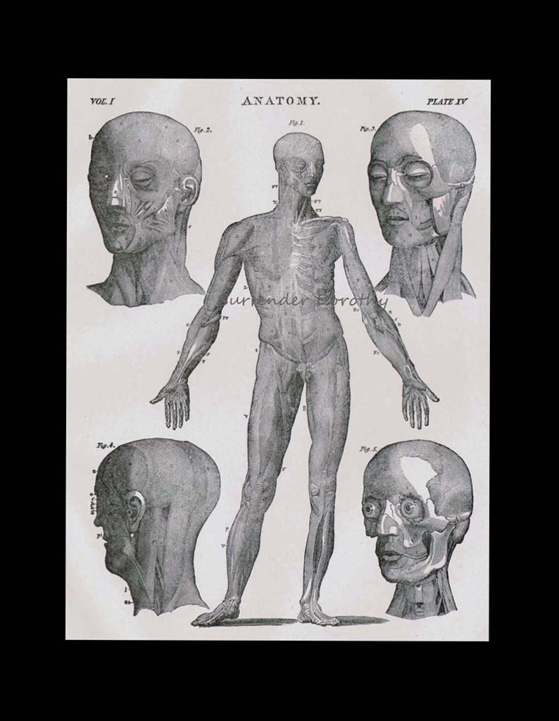 Human Anatomy Muscular System Anterior View Vintage Victorian - Etsy