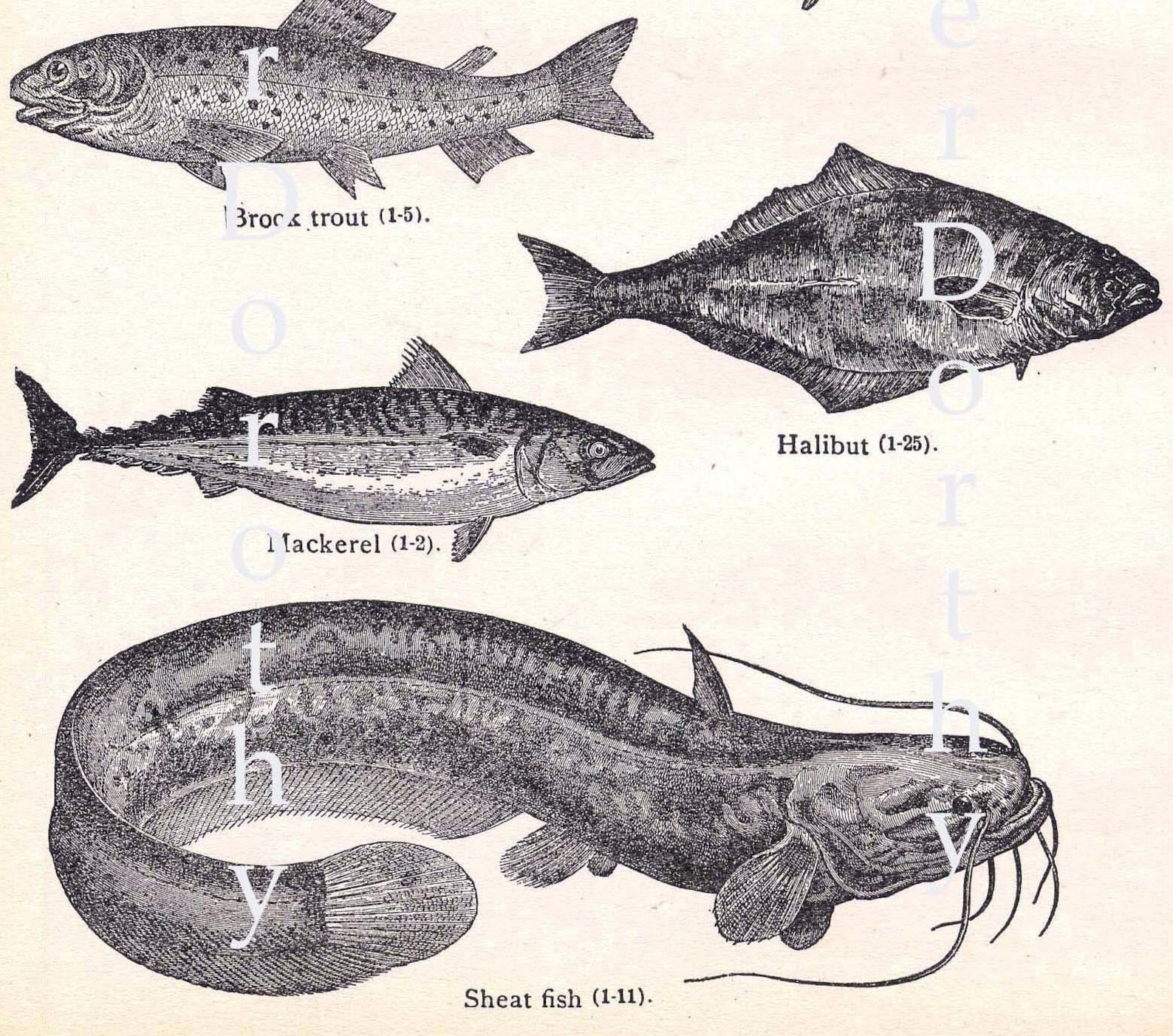 Nine Fish Natural History Chart 1906 Engraved Illustrations to - Etsy