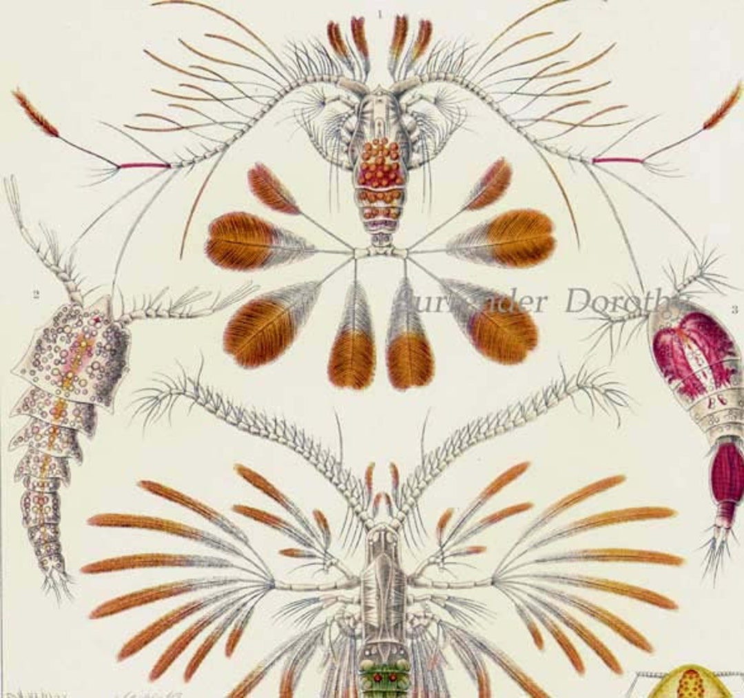 Copepod Formations Haeckel Vintage Print Natural History Oceanography ...