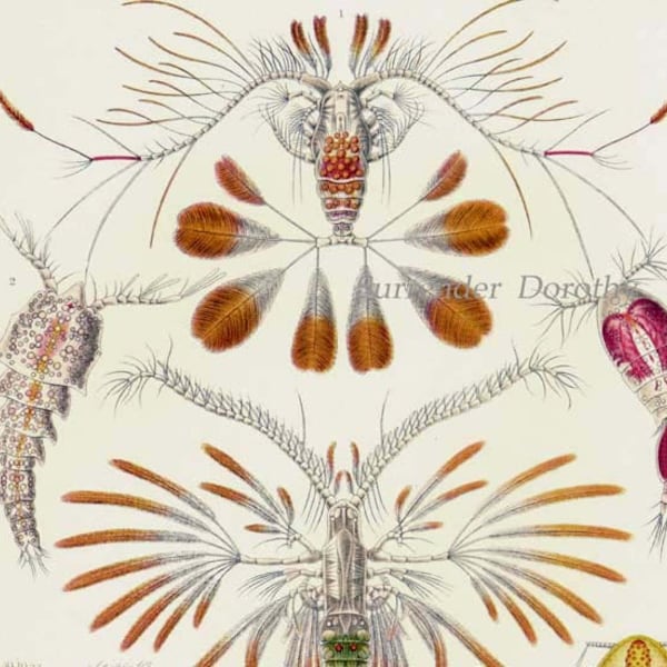 Copepod - Etsy