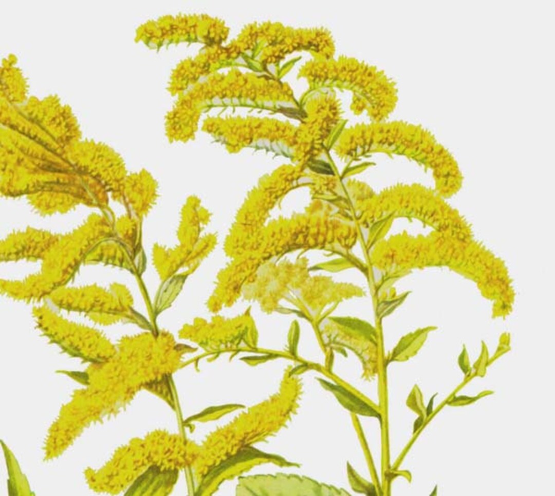 Canada Sharptooth Goldenrod Flower 1950s Vintage Botanical Lithograph ...