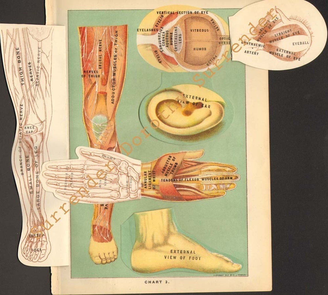 Human Anatomy Lithograph Fold-out Medical Chart 1908 the Senses Five ...