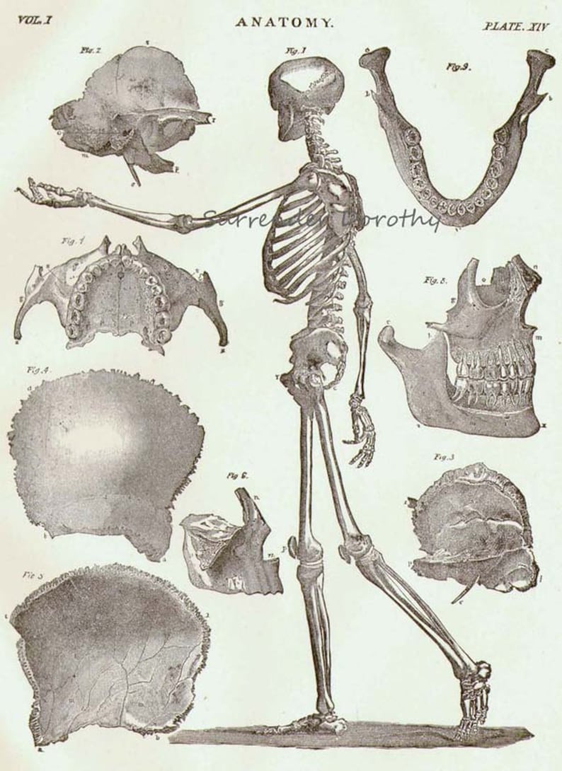 Human Anatomy Skeletal System Lateral View With Skulls 1892 - Etsy