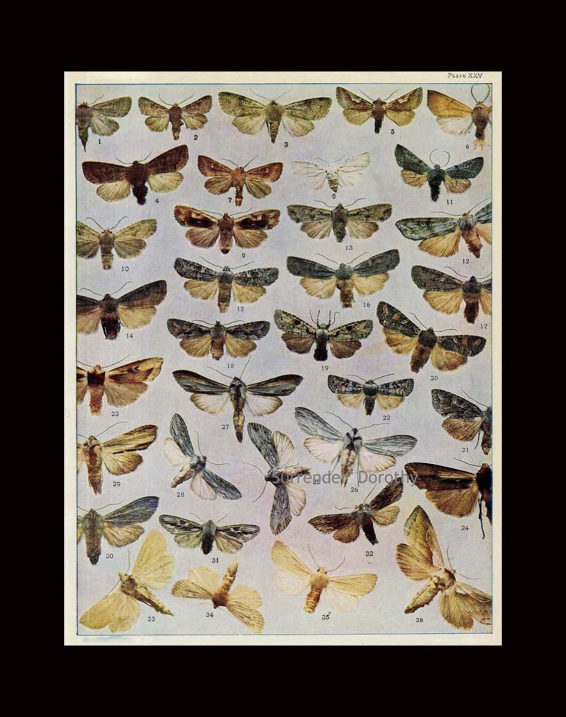 Graphiphora & Xylina Moth Chart Entomology Vintage Natural | Etsy