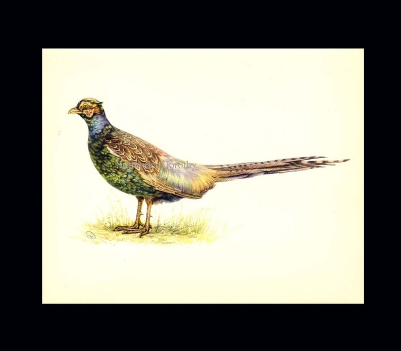 Japanese Pheasant Phasianus Versicolor Bird Ornithology Natural History ...