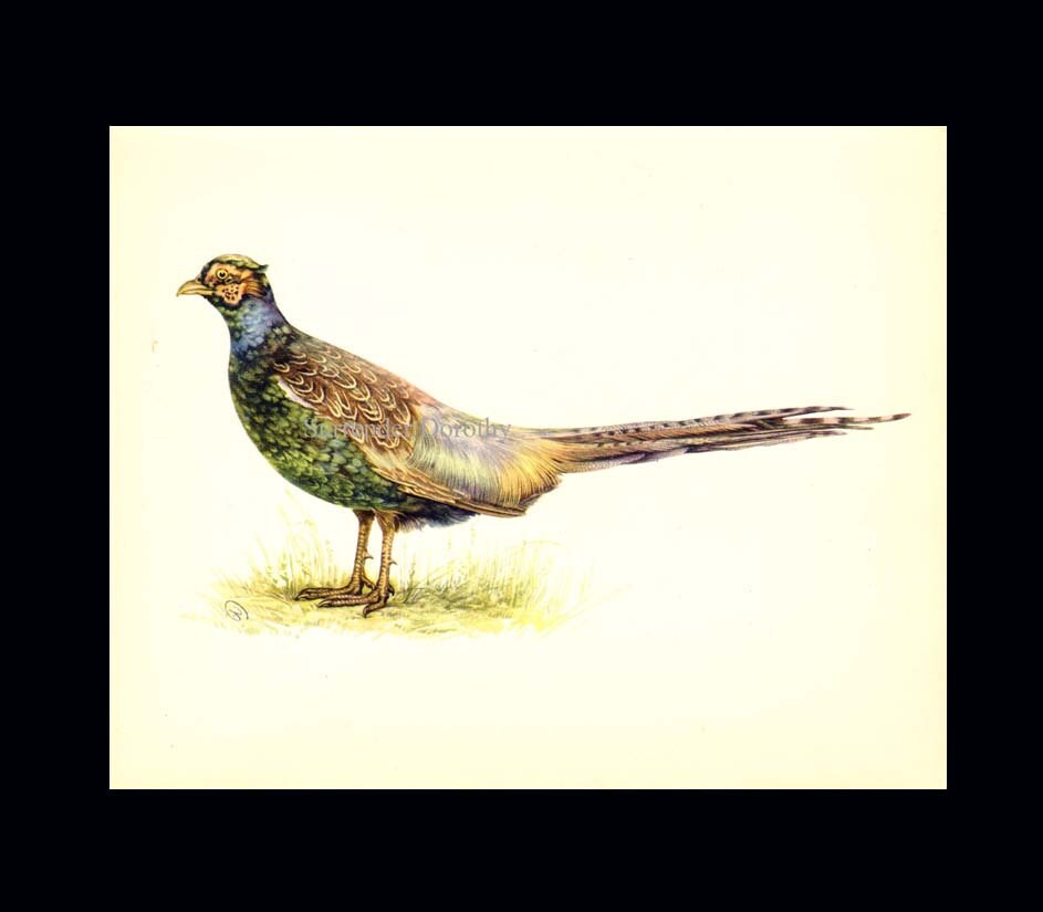 Japanese Pheasant Phasianus Versicolor Bird Ornithology Natural History ...