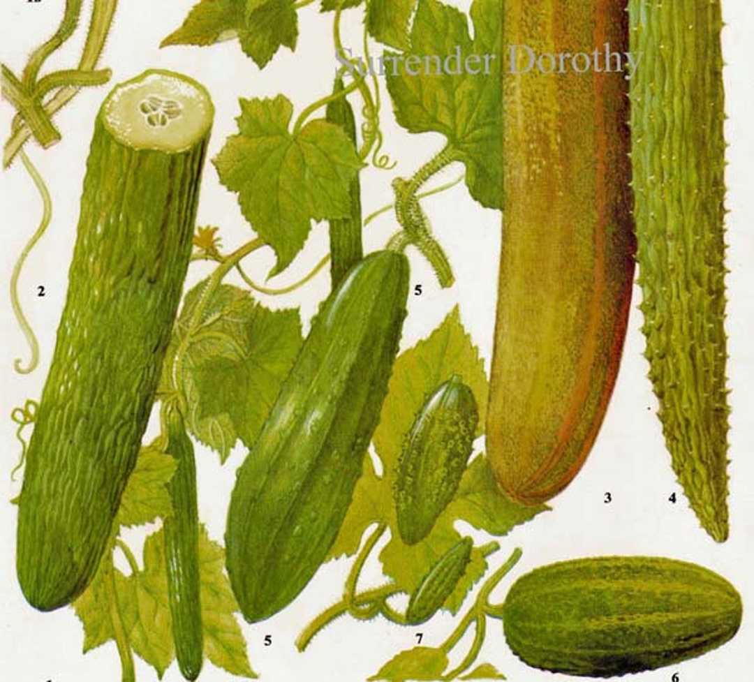 Cucumber Plant Flowers Food Chart Vegetable Botanical Lithograph ...