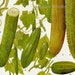 Cucumber Plant Flowers Food Chart Vegetable Botanical Lithograph ...