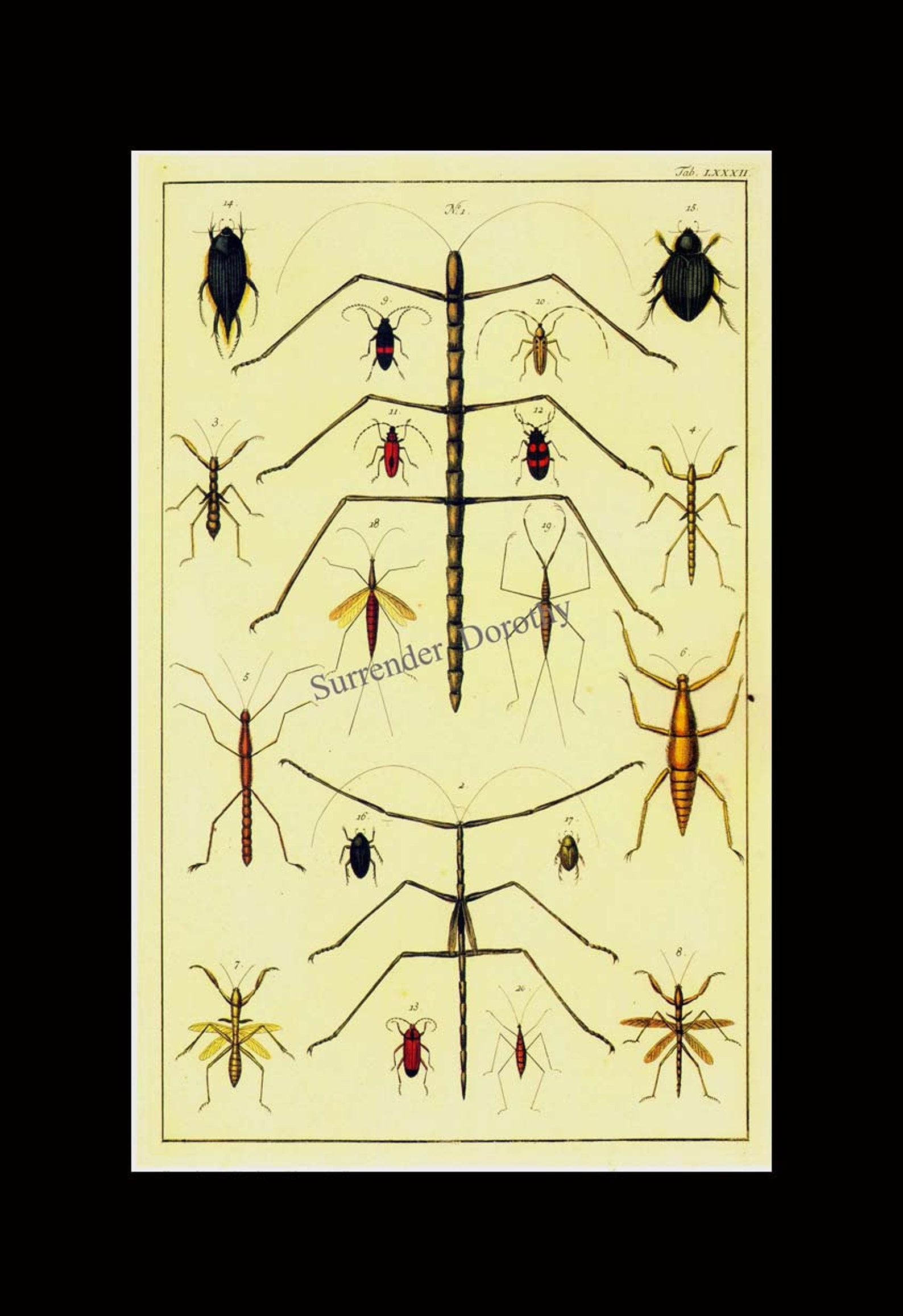 Walking Stick Praying Mantis Beetle Insects Seba Entomology - Etsy