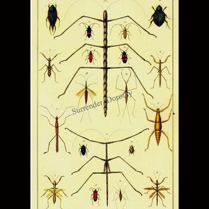 Walking Stick Praying Mantis Beetle Insects Seba Entomology Natural ...