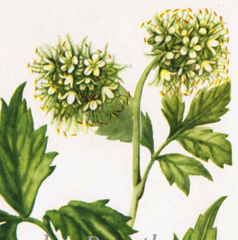 Virginia Waterleaf Flower Botanical Lithograph Vintage Art | Etsy