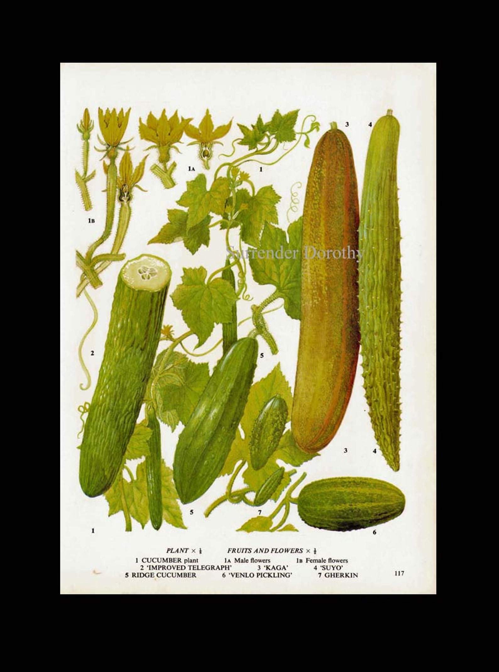 Cucumber Plant Flowers Food Chart Vegetable Botanical Lithograph ...