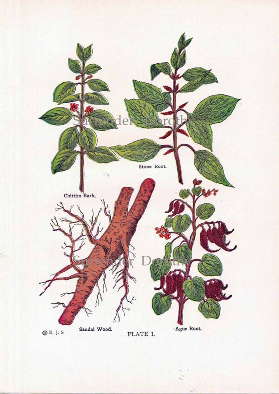 Sandalwood Chittim Stone Root Ague Healing Medicinal Plants | Etsy