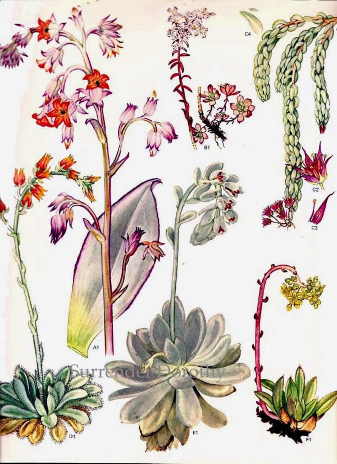 Sedums & Flowering Succulents North American Botanical Exotica 1969 ...