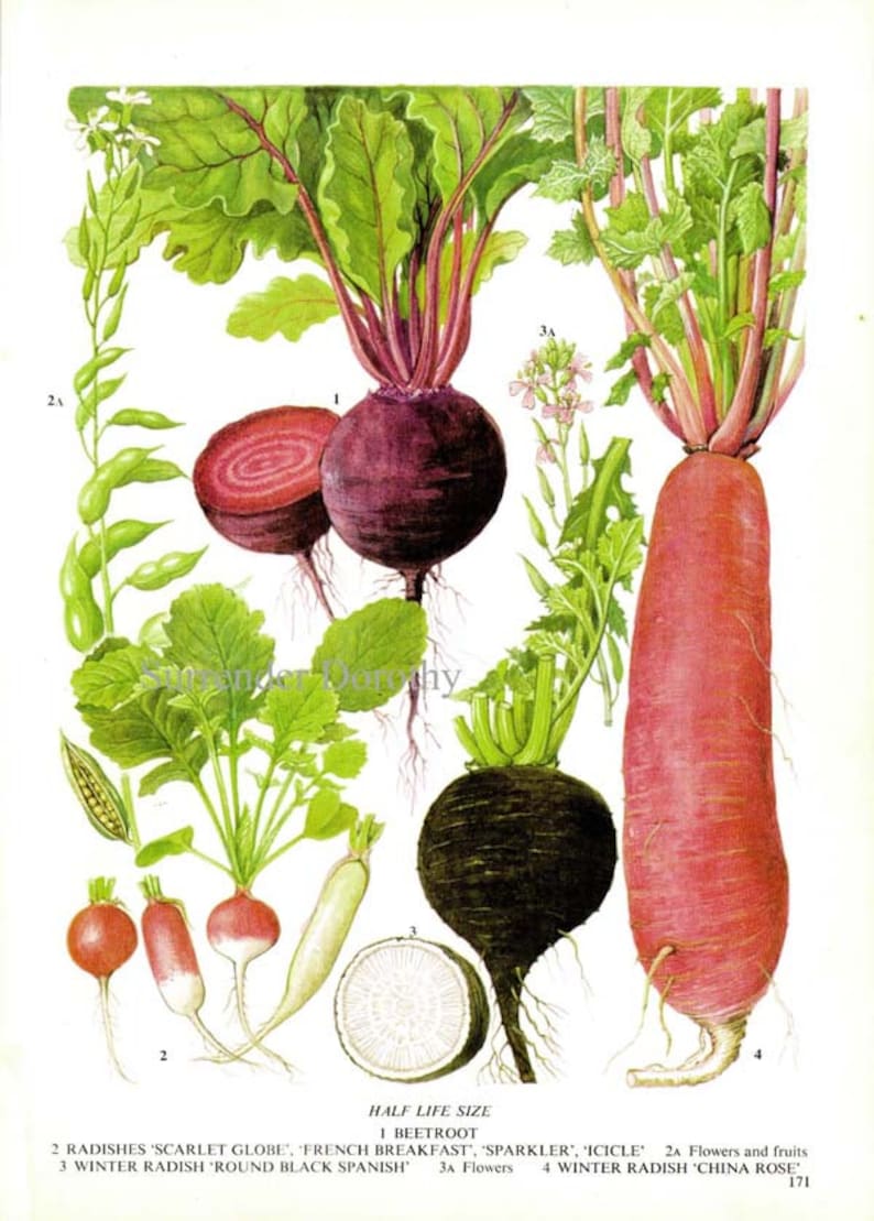 Beet Radish Chart Root Vegetable Food Botanical Lithograph - Etsy