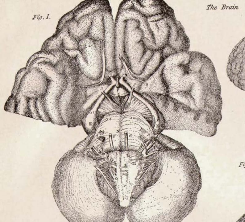 Brain Human Anatomy Vintage Victorian Antique Medical Chart - Etsy