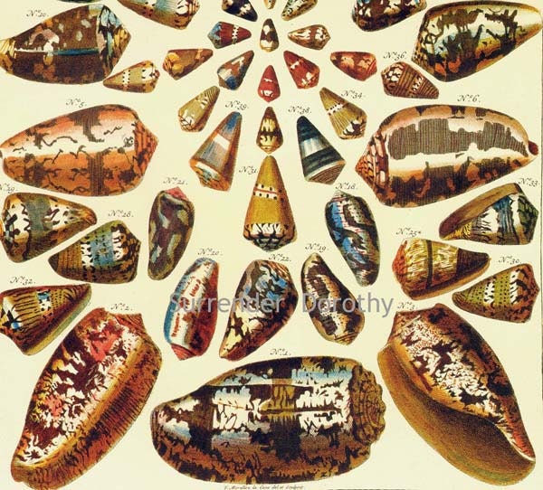 Poisonous Cone Shells South Pacific Caribbean Vintage Seba - Etsy