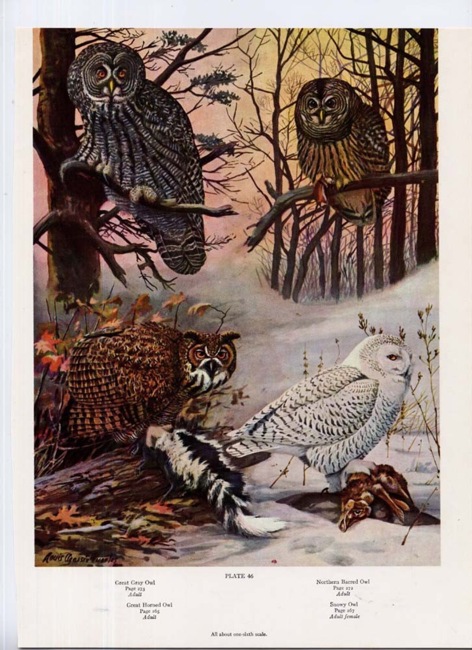Owls of North America Ornithology Lithograph Birds of Prey Natural ...