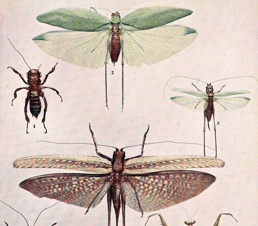 Locusts Crickets Orthoptera Insect Chart Entomology Vintage Natural ...