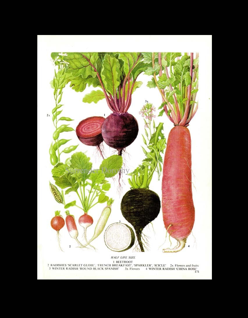 Beet Radish Chart Root Vegetable Food Botanical Lithograph - Etsy