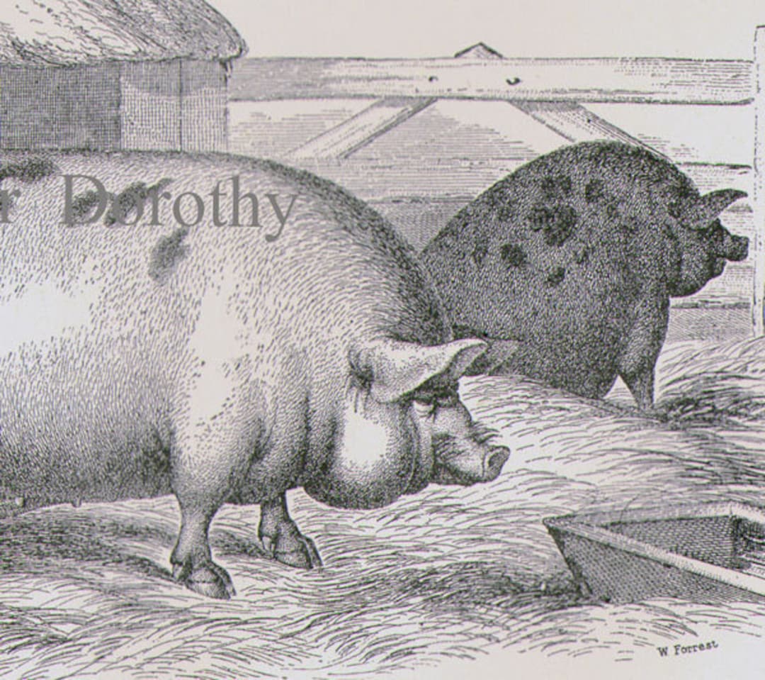 Pig & Sheep Breeds 1892 Victorian Husbandry Antique European ...