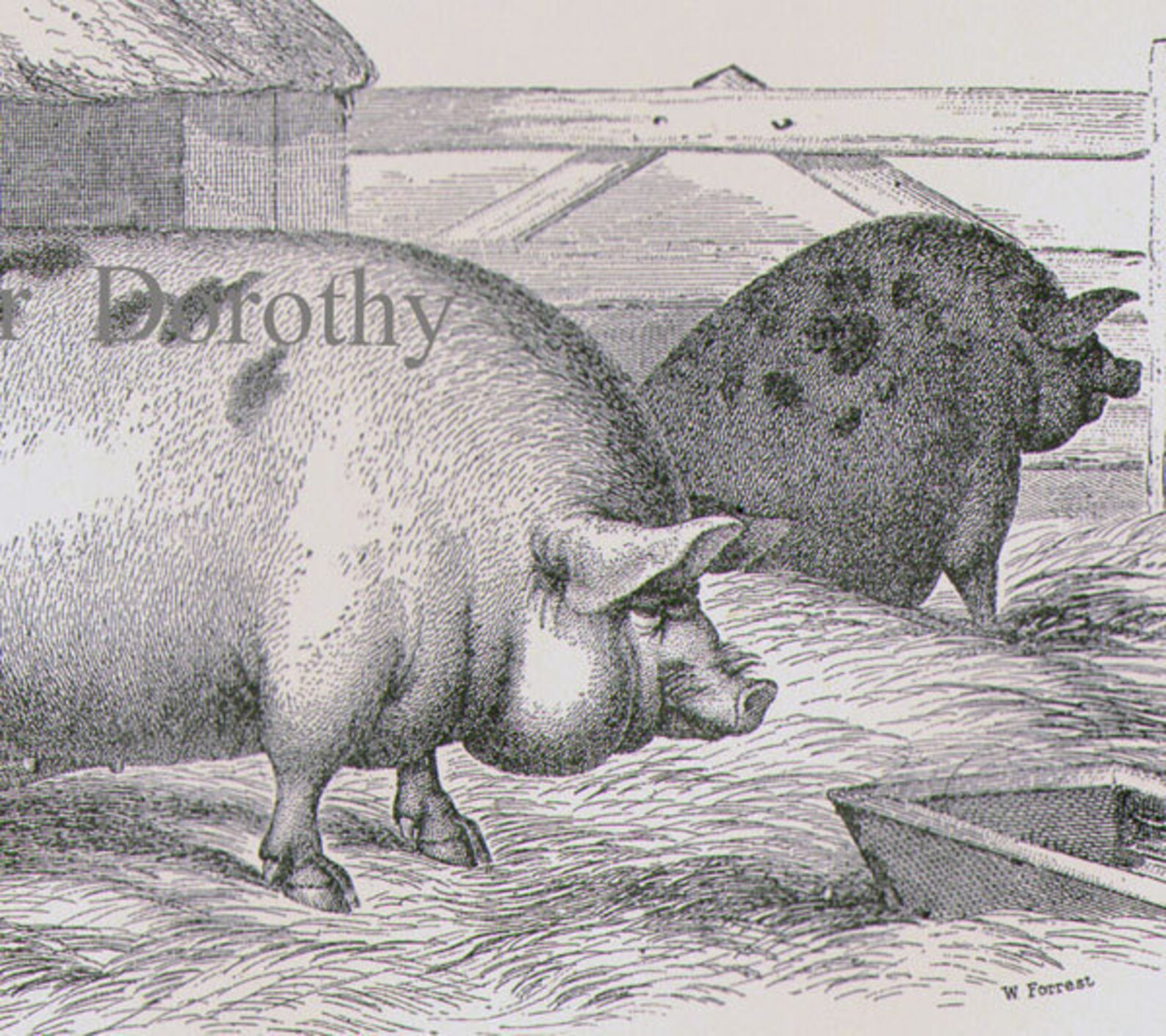 Pig & Sheep Breeds 1892 Victorian Husbandry Antique European | Etsy