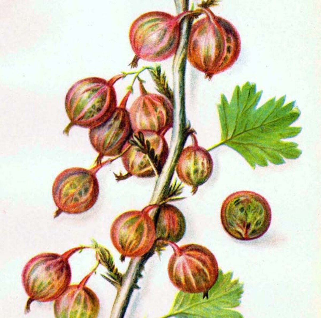 Carrie Gooseberry 1909 USDA Antique Botanical Berry Fruit Lithograph ...