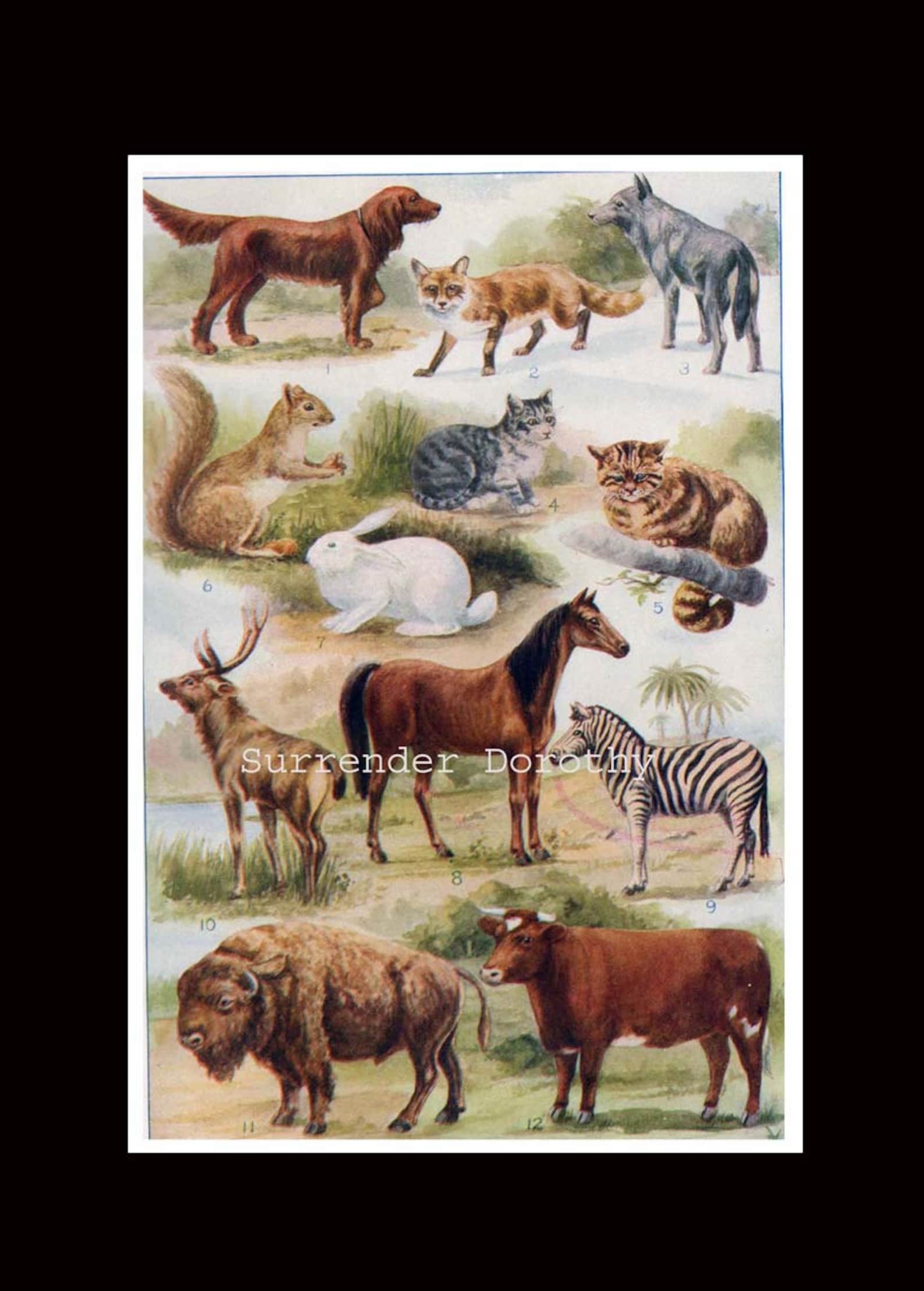 Mammal Chart Cat Rodent Horse Cattle Animal Showing Order Natural ...