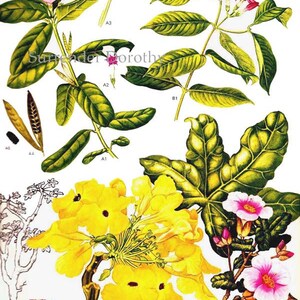 Apocynaceae Flowers Madagascar African Botanical Exotica 1969 Vintage ...
