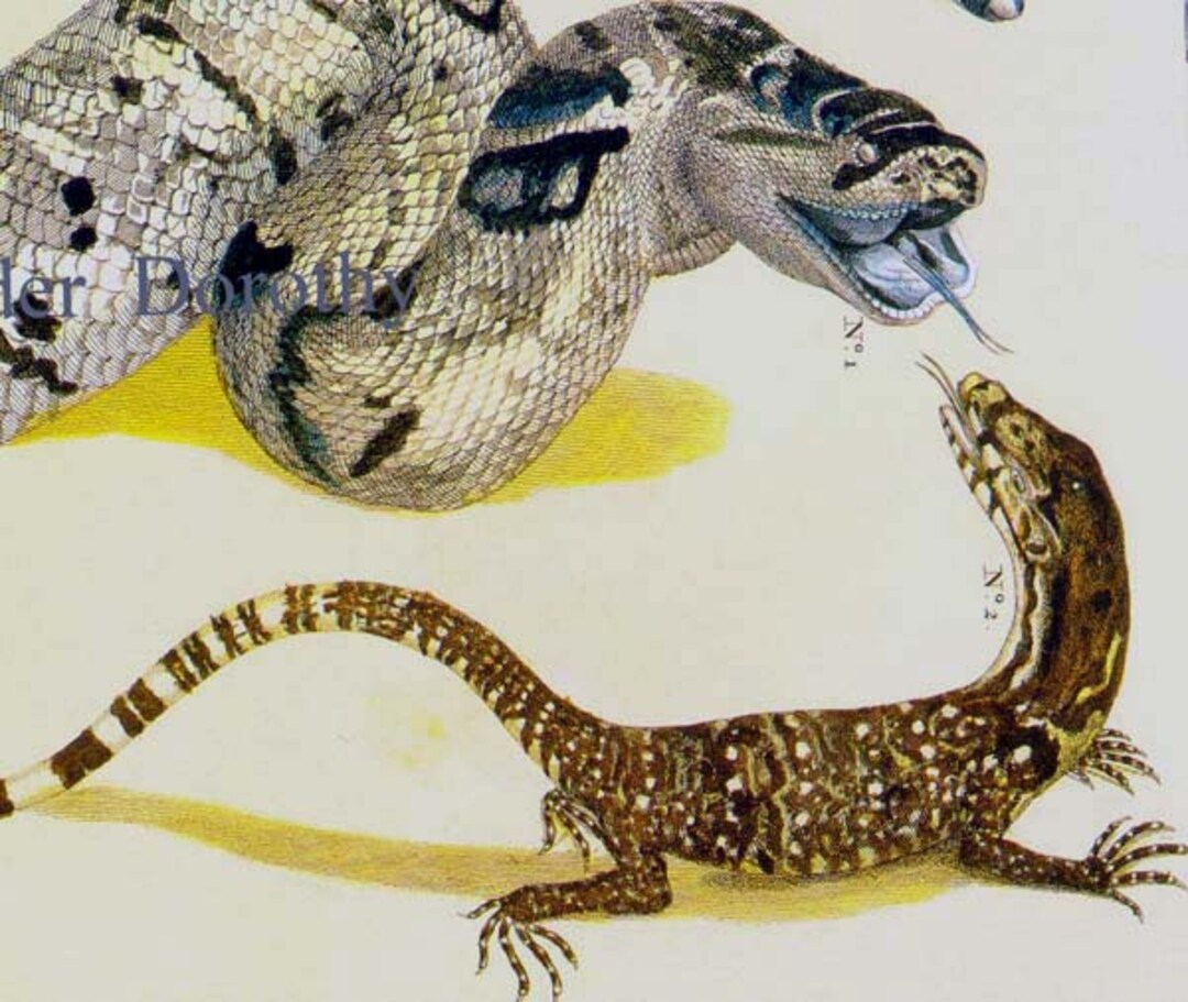 Snake Versus Lizard Serpent Herpetology Seba Natural History Lithograph ...