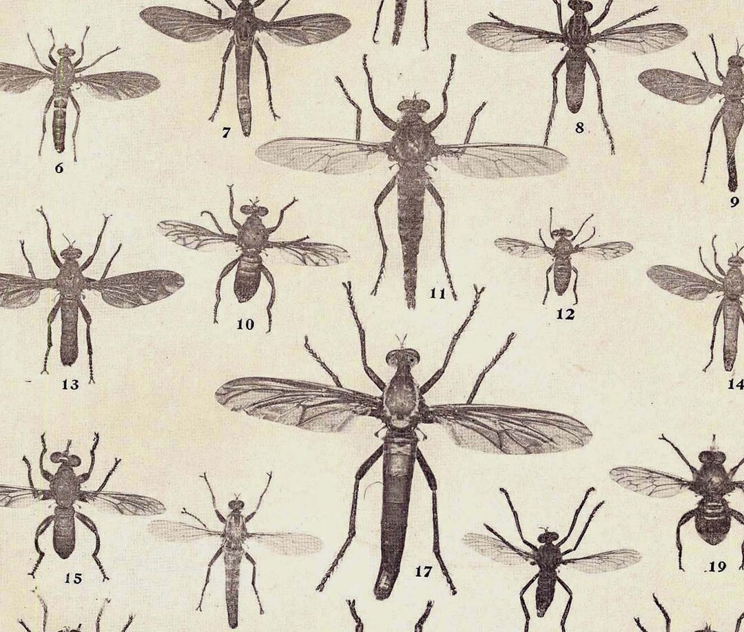 True Flies Entomology Natural History 1907 Vintage Rotogravure ...