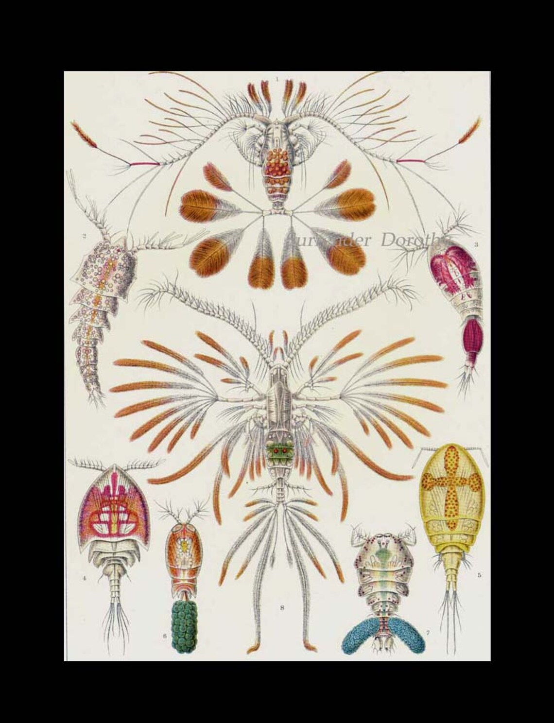 Copepod Formations Haeckel Vintage Print Natural History | Etsy