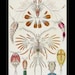 Copepod Formations Haeckel Vintage Print Natural History Oceanography ...