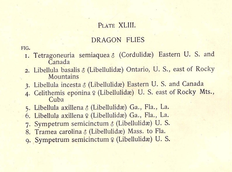 Dragonfly Tetragoneuria Libellula Vintage Entomology Chart 1907 ...
