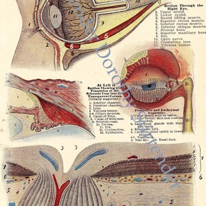 Human Anatomy Eye Lithograph 1920s Medical Illustration Four Views to ...
