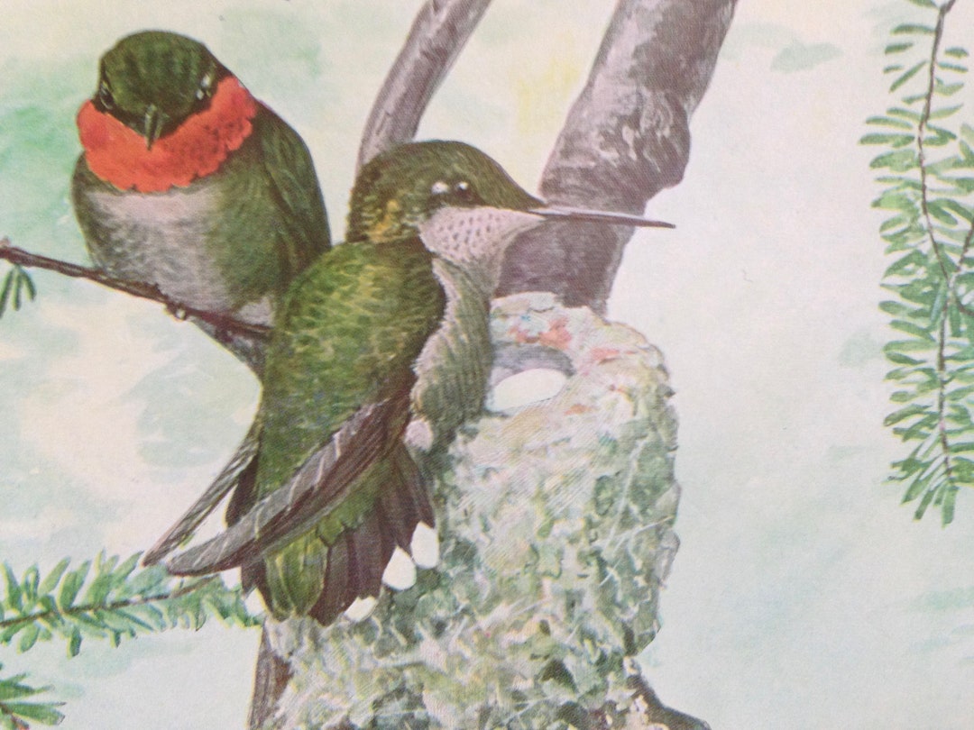 Ruby-throated Hummingbird Birds Ornithology Lithograph Chart to Frame ...