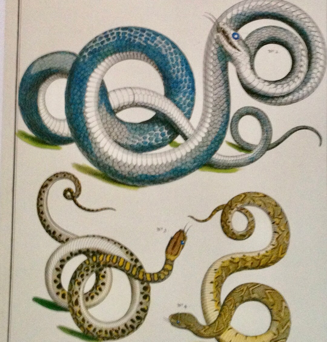 Assorted Serpents and Snakes LARGE Herpetology Natural History ...