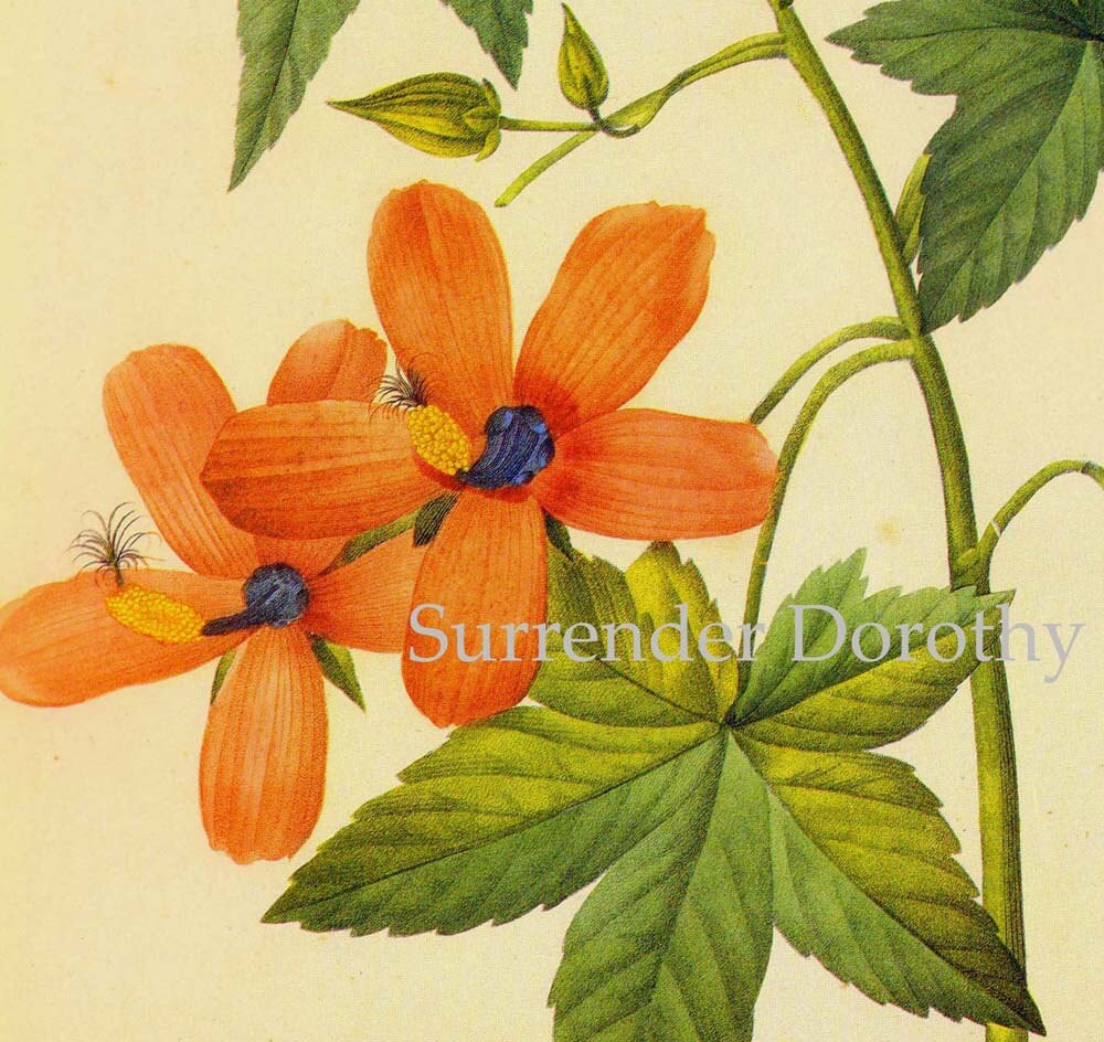 Hibiscus Tree Mallow Latatera Phoenicia Flowers Vintage Illustration ...