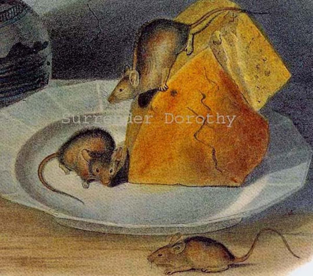 Common House Mouse Audubon Vintage Wild Animal Color Lithograph Natural ...