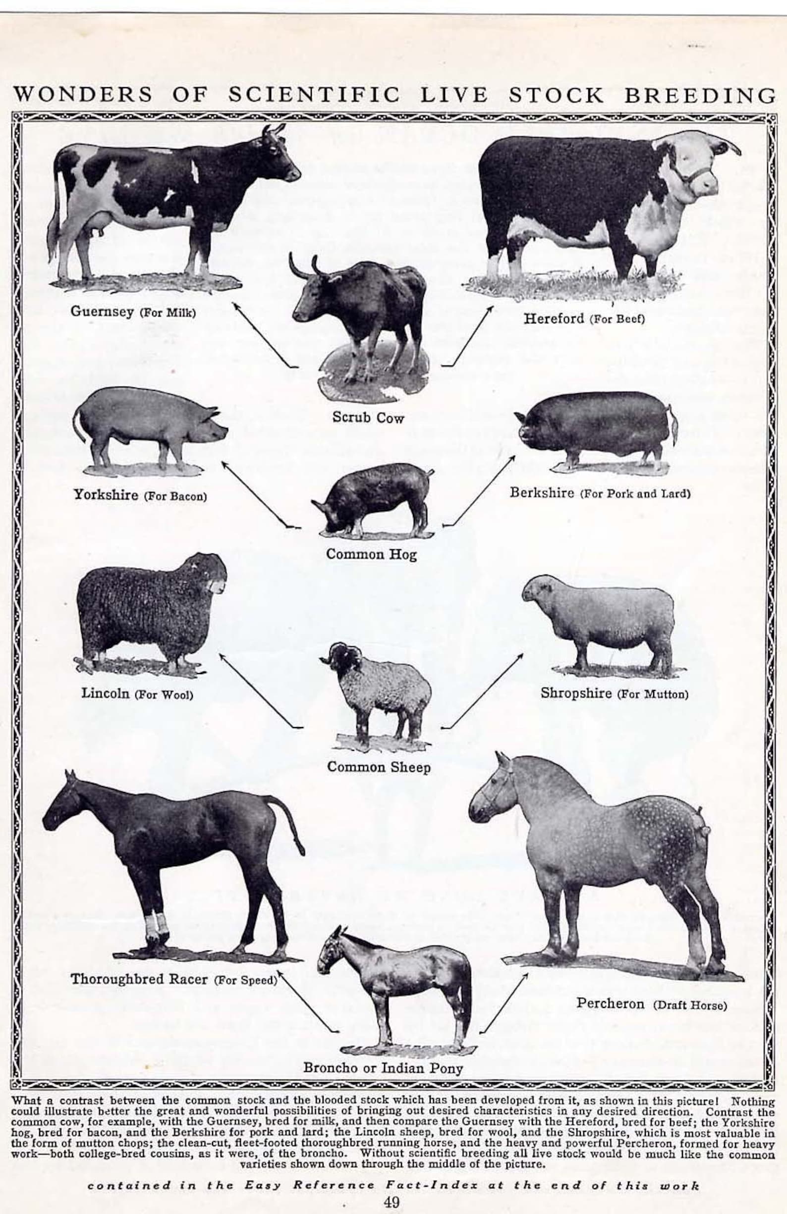 Selective Live Stock Breeding Chart 1920s Animal Farming Husbandry ...
