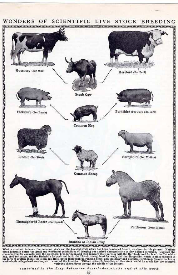 Selective Breeding Chart