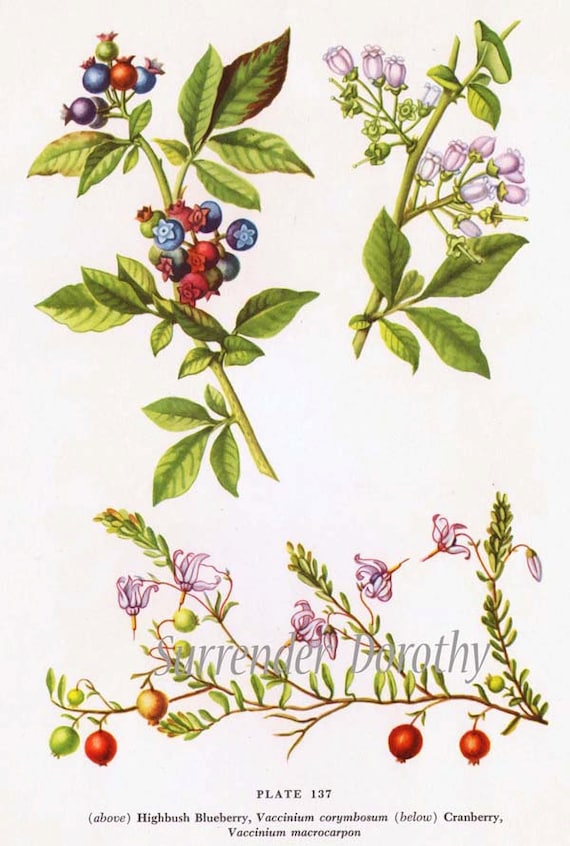 Blueberry Bush Drawing