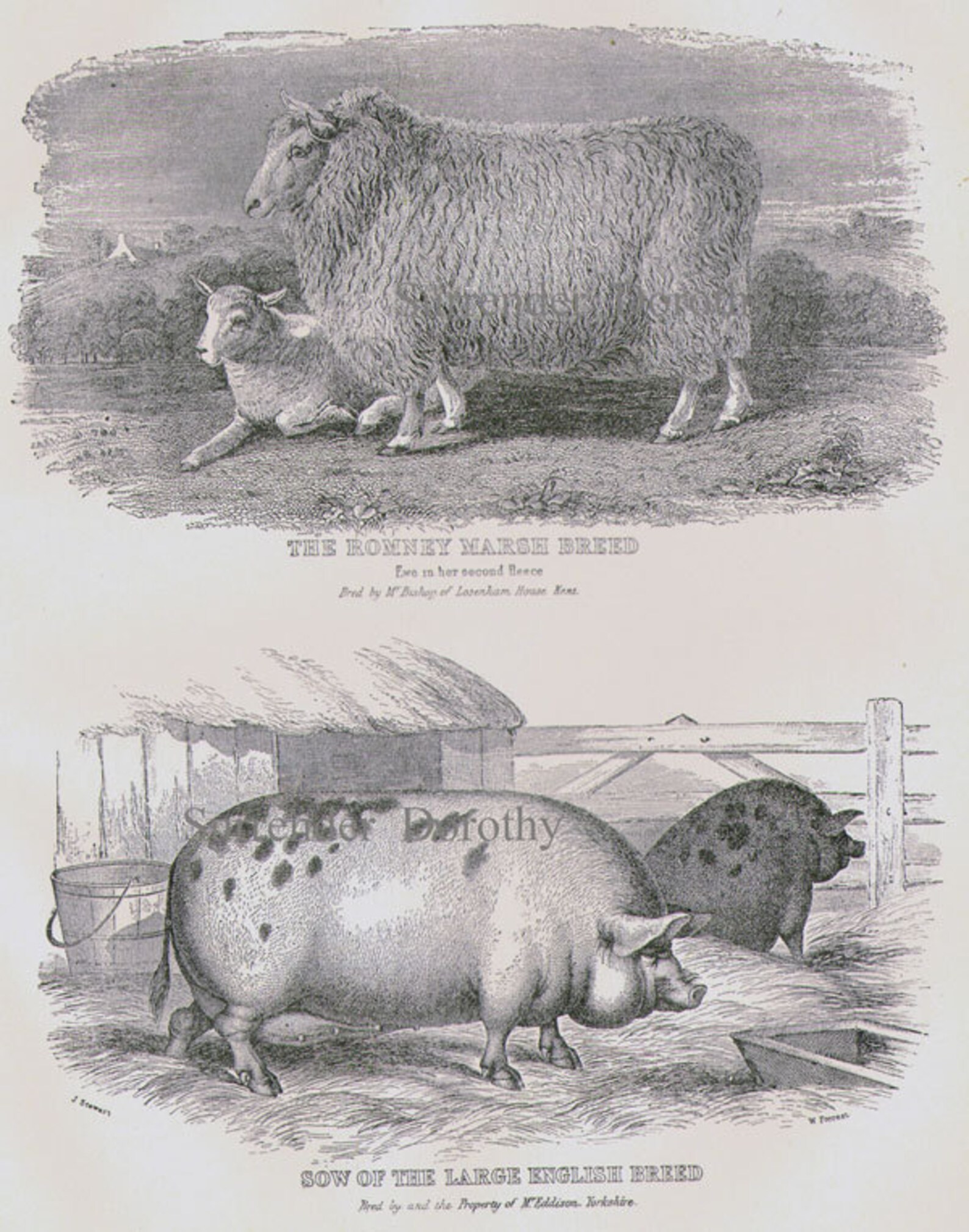 Pig & Sheep Breeds 1892 Victorian Husbandry Antique European ...