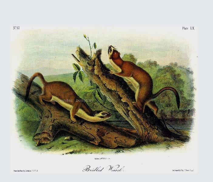Bridled Weasel Ferret John J Audubon Wild Animal Lithograph Natural ...