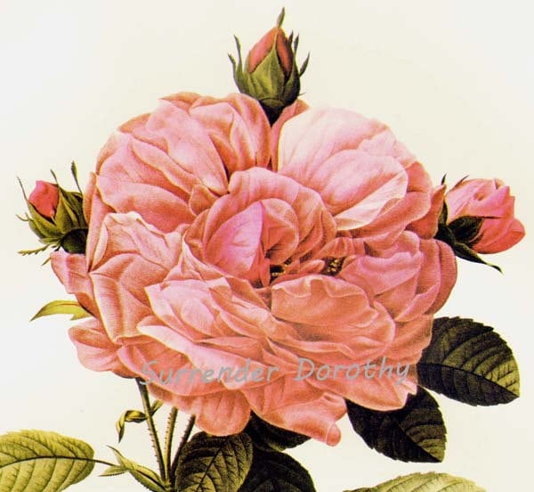 Gigantic French Rose Redoute Rosa Gallica Flore Giganteo Vintage Flower ...